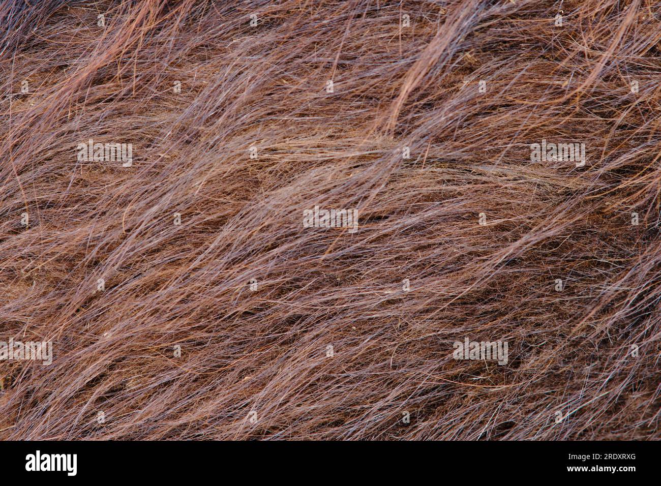 Llama colours hi-res stock photography and images - Alamy