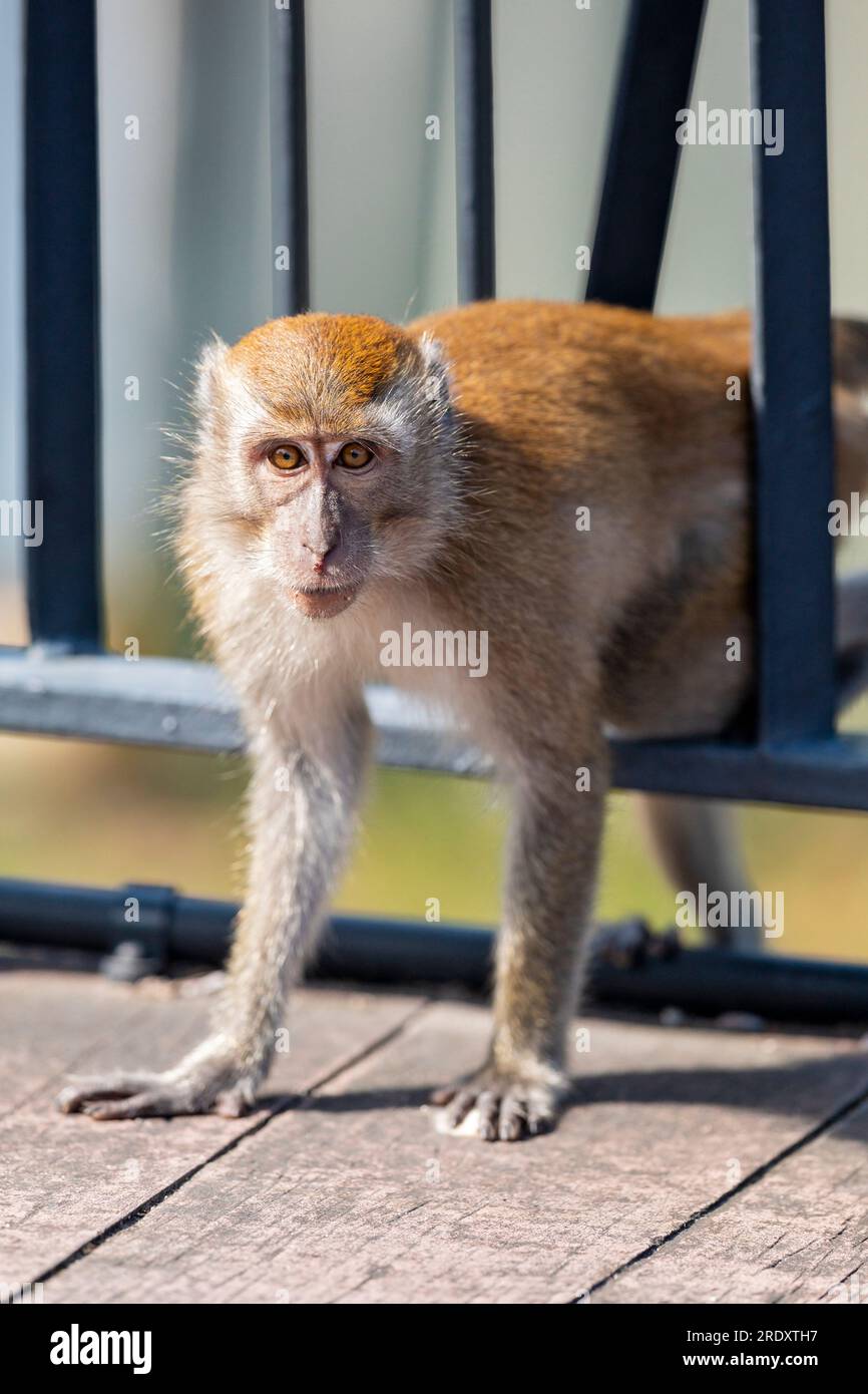 A long-tailed macaque walks through the ballustrade of Sunrise Gateway ...