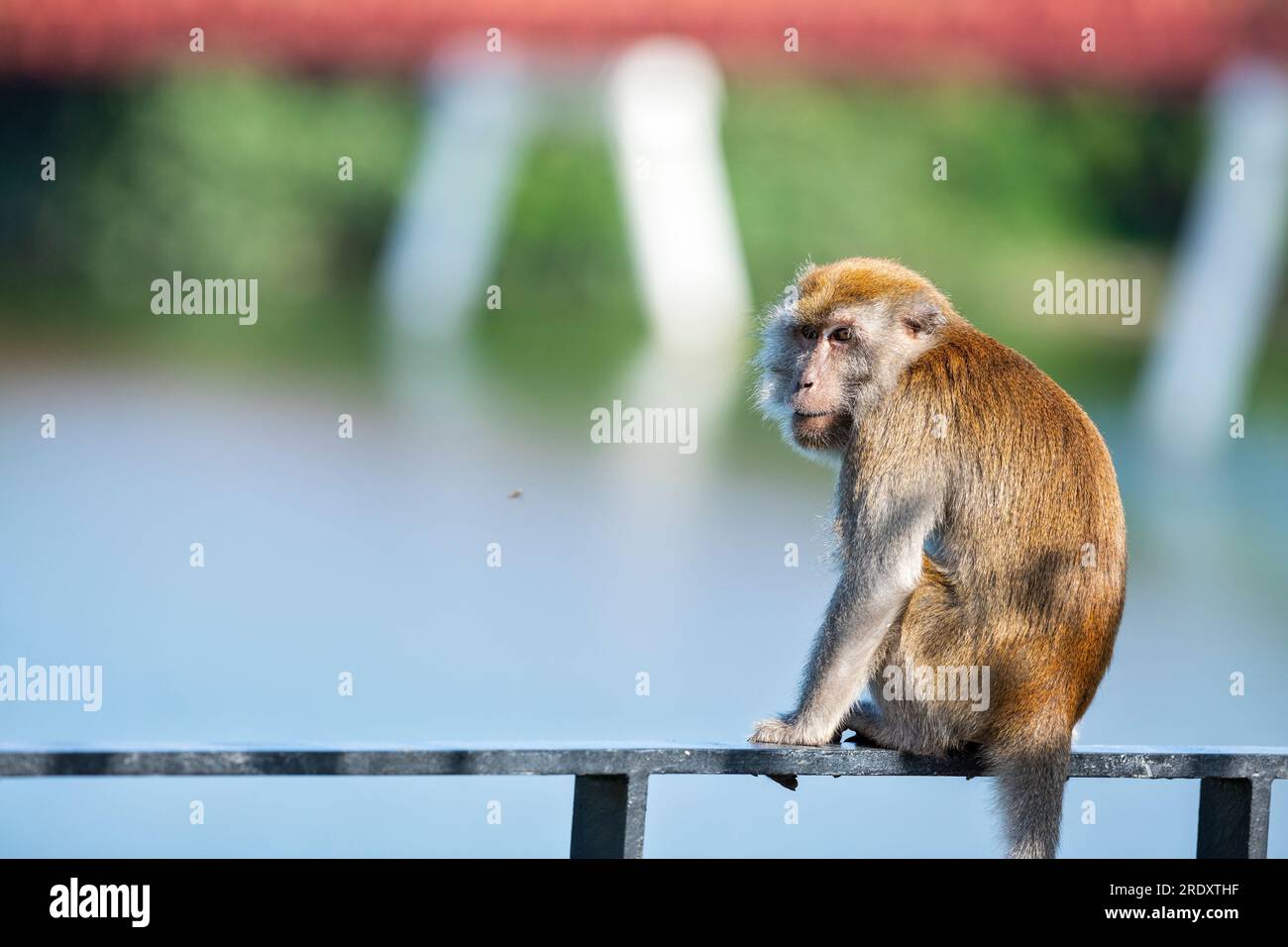 Lorong halus bridge hi-res stock photography and images - Alamy