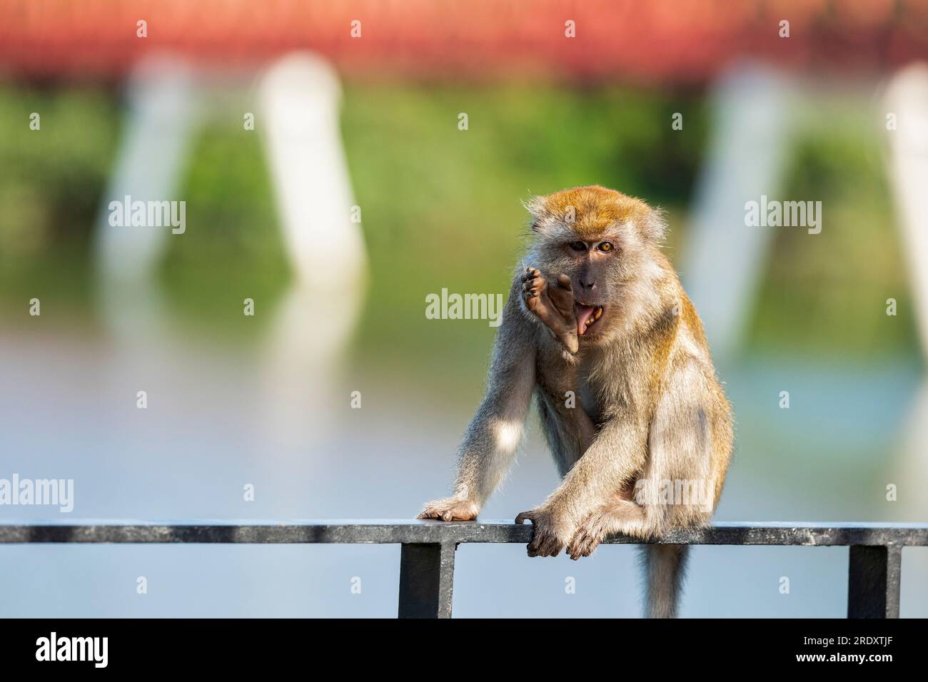 Red crab bridge hi-res stock photography and images - Alamy