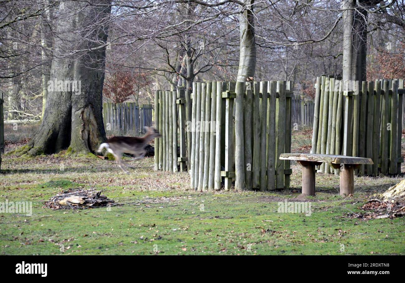 deer running in park, past trees, blurred animal image, blur, slow ...