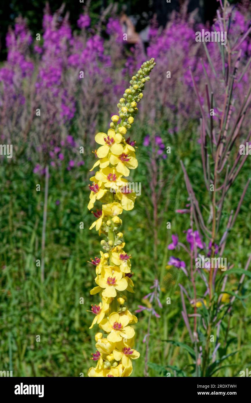 Verbascum nigrum, the black mullein or dark mullein, is a species of ...