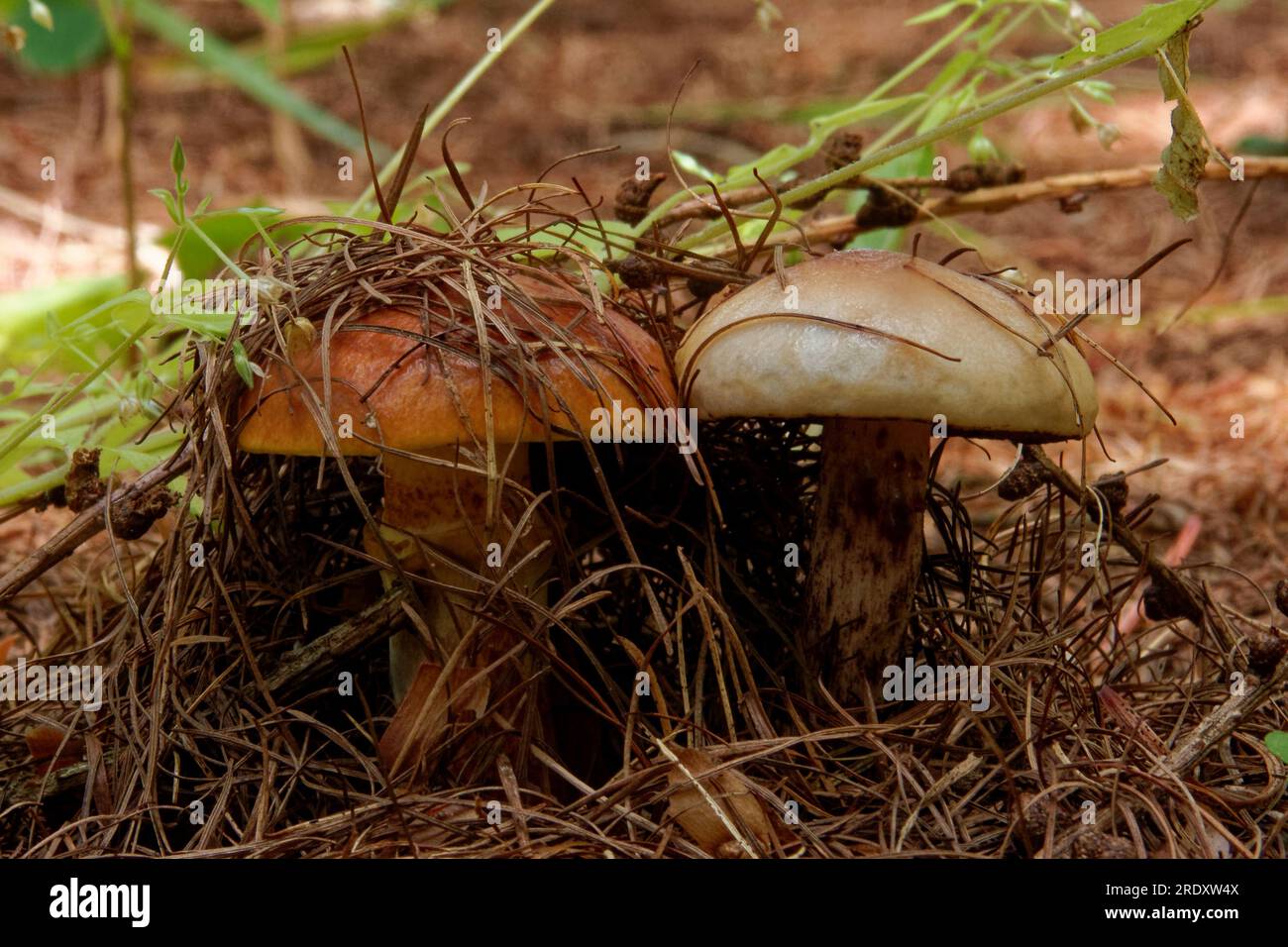 Suillus grevillei (commonly known as Greville's bolete and larch bolete ...