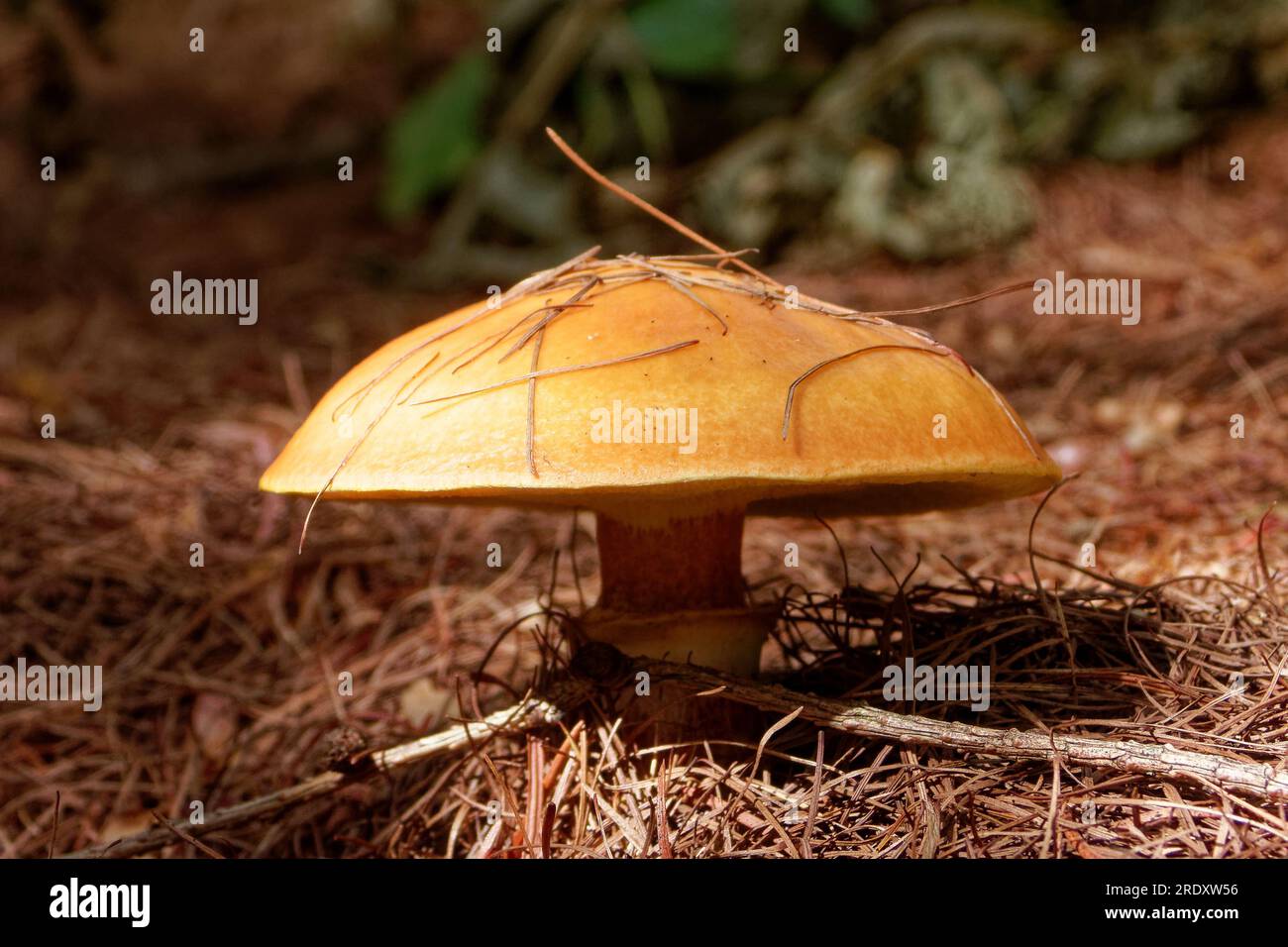 Suillus grevillei (commonly known as Greville's bolete and larch bolete ...