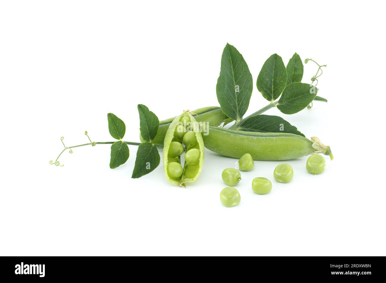 Group of fresh green peas, pea pods with green leaves and open pea pod ...