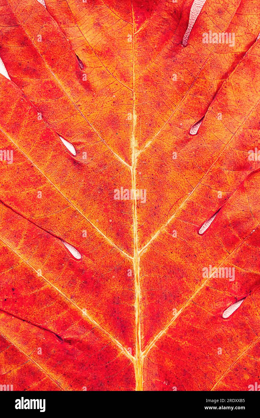 Mottled fall colors hi-res stock photography and images - Alamy