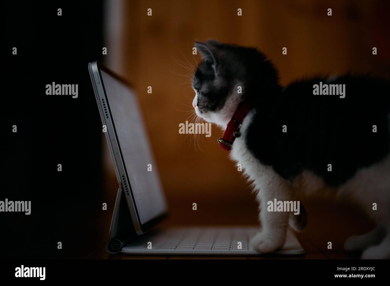 Cat Watching Tablet PC Stock Photo - Alamy