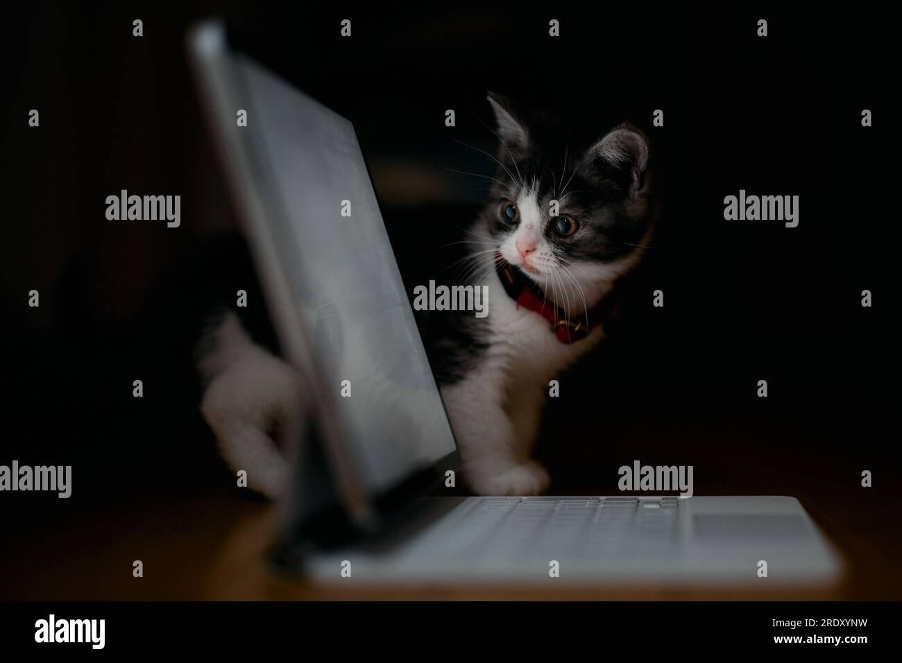 Cat Watching Tablet PC Stock Photo - Alamy