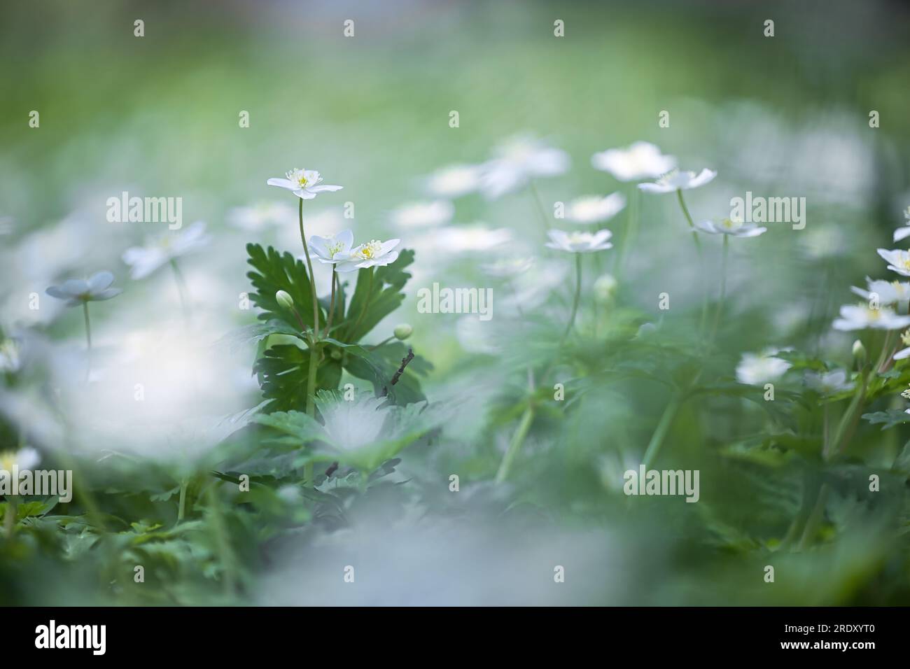 Kasai flower hi-res stock photography and images - Alamy