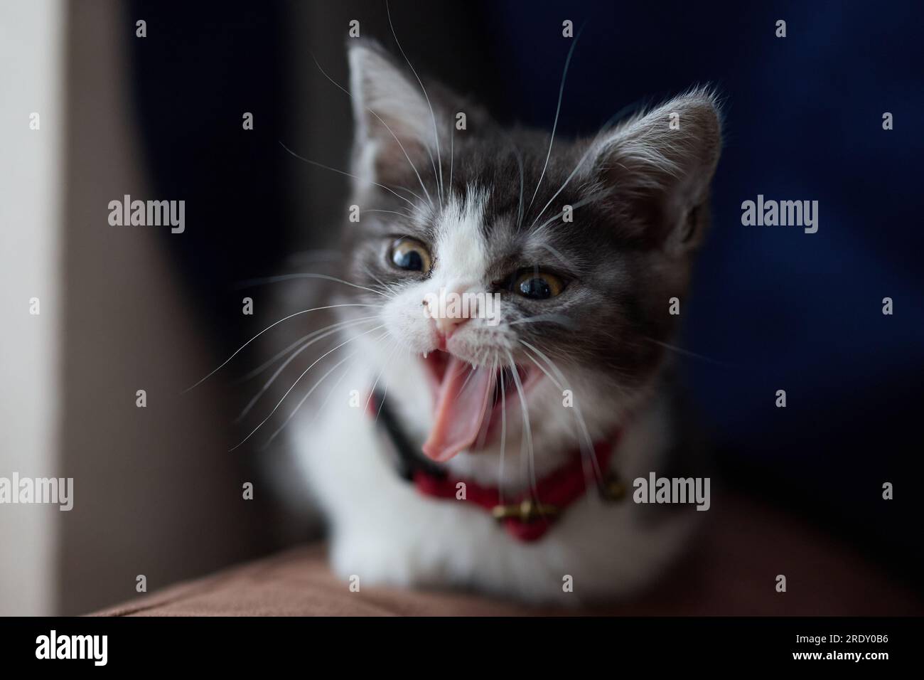 Angry yawn hi-res stock photography and images - Alamy