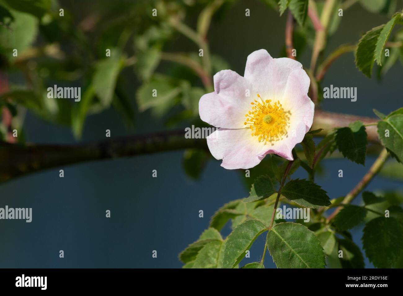 A close up of a dog rose standing out from a natural but blurry ...