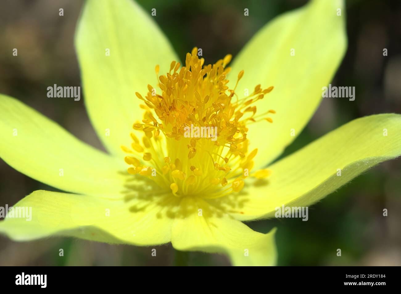 Sulphur anemone, detail, stamen. Sulphur anemones are a rare subspecies ...