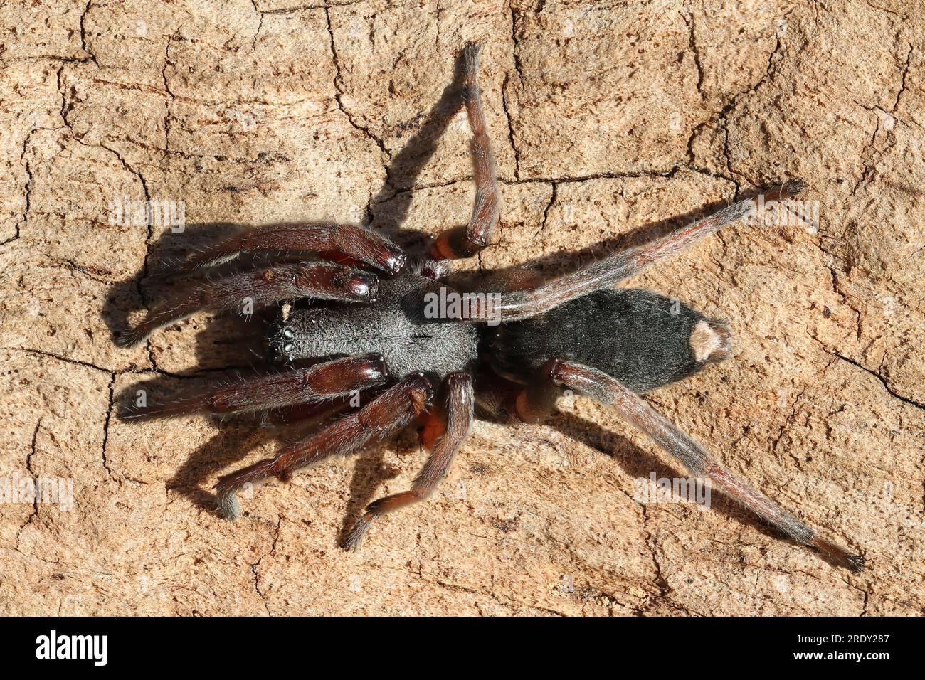 Close up of Australian venomous White-tailed Spider Stock Photo - Alamy