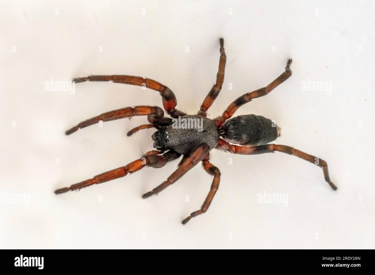 Close up of Australian venomous White-tailed Spider Stock Photo - Alamy