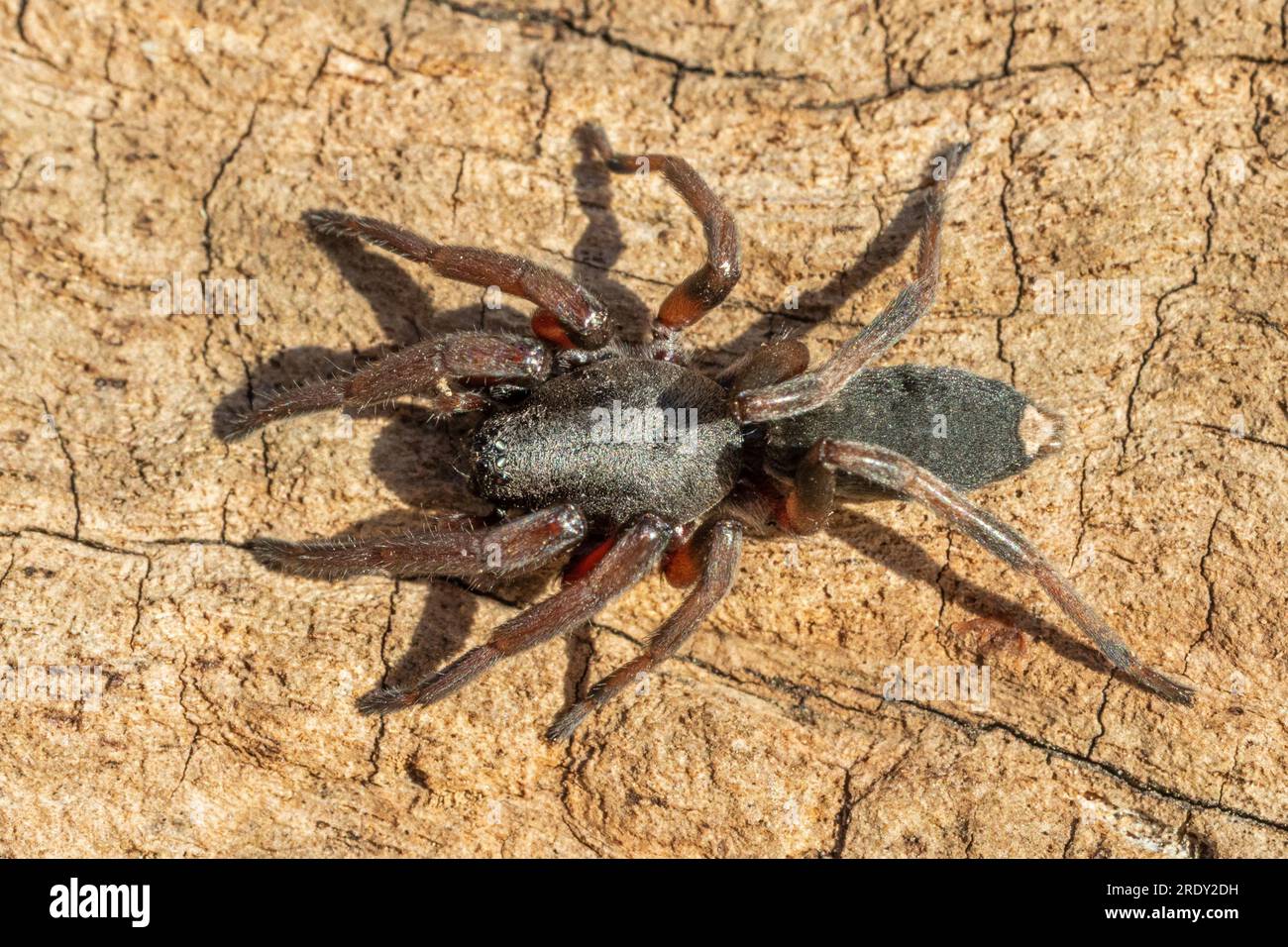 Close up of Australian venomous White-tailed Spider Stock Photo - Alamy