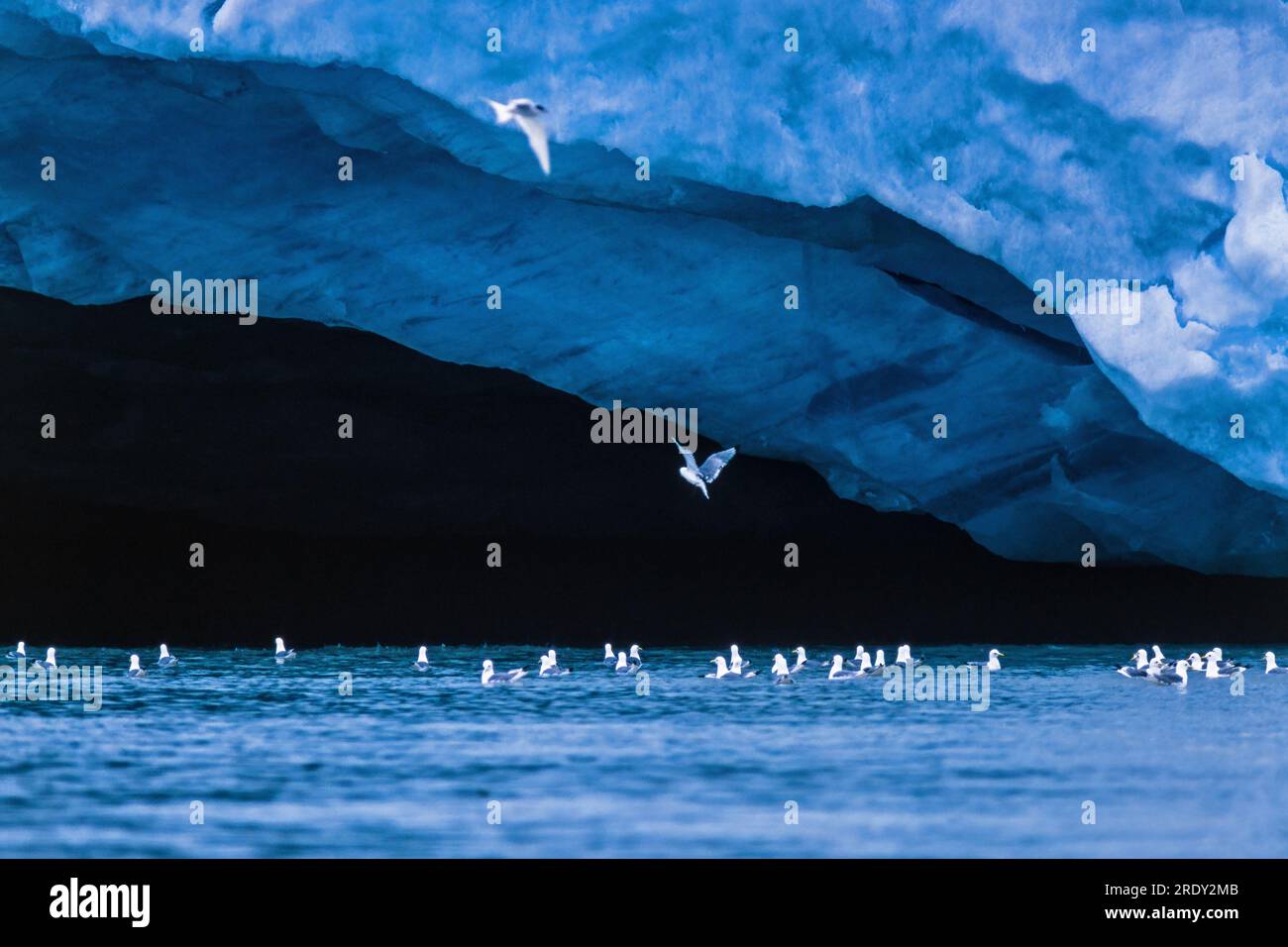 Ice cave by a glacier with a flock of Black-legged kittiwakes Stock ...