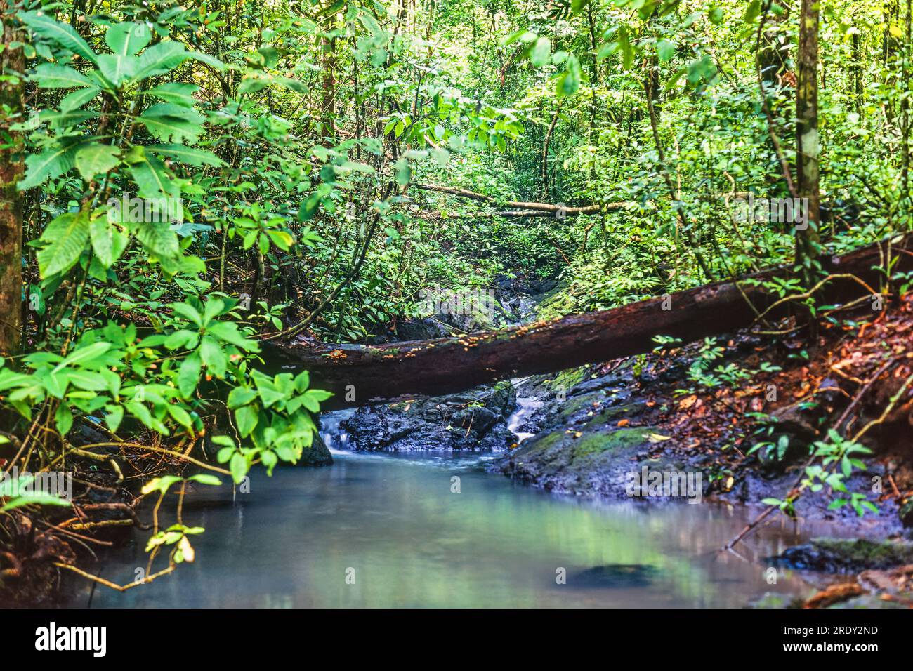 Creek with a fallen tree in a rainforest Stock Photo - Alamy