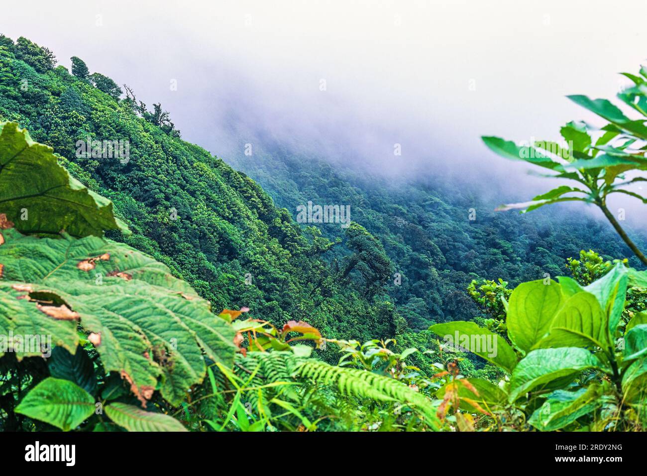 Low clouds in a rainforest valley Stock Photo - Alamy