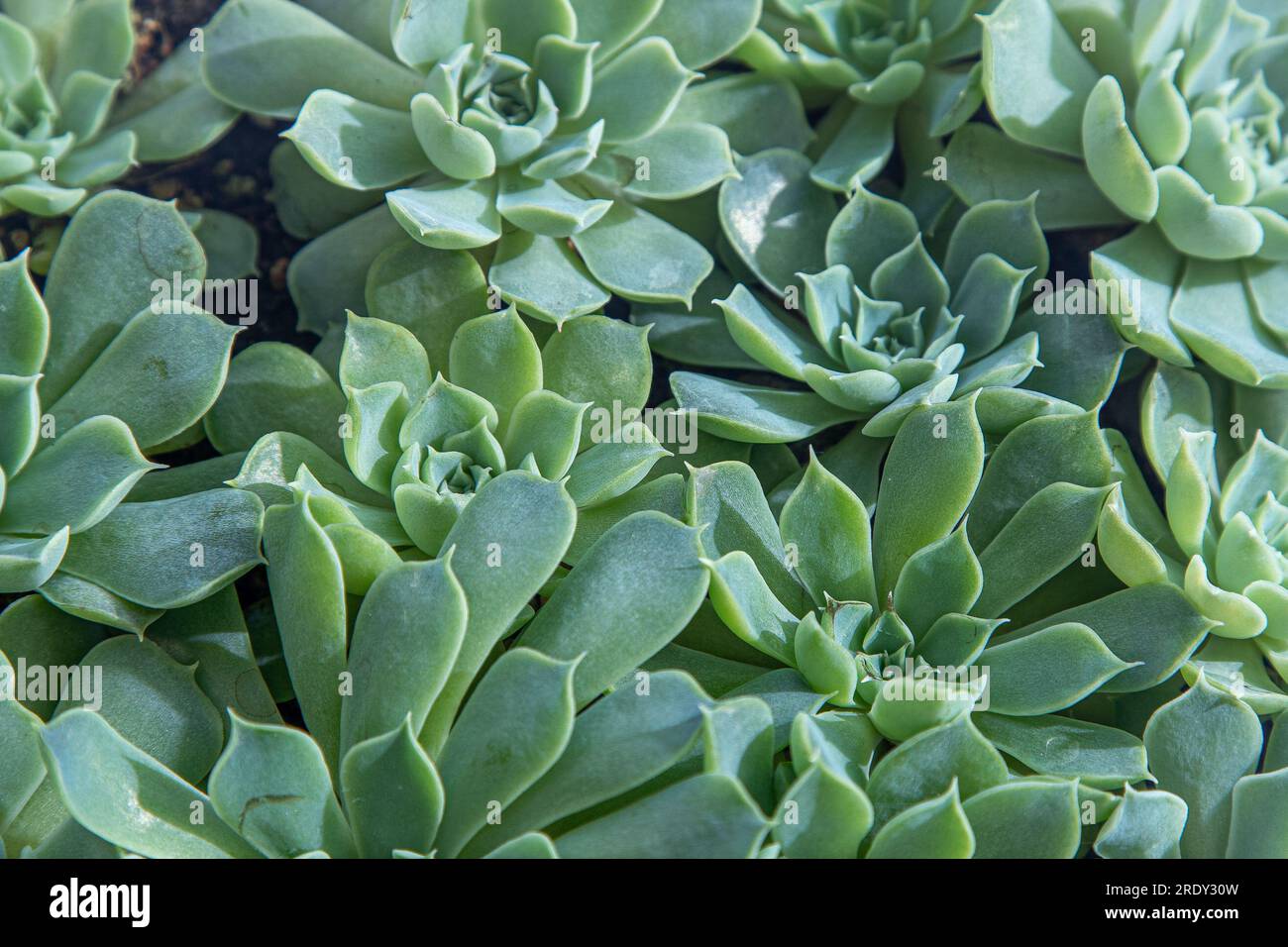 Succulent Flowers With Leaves