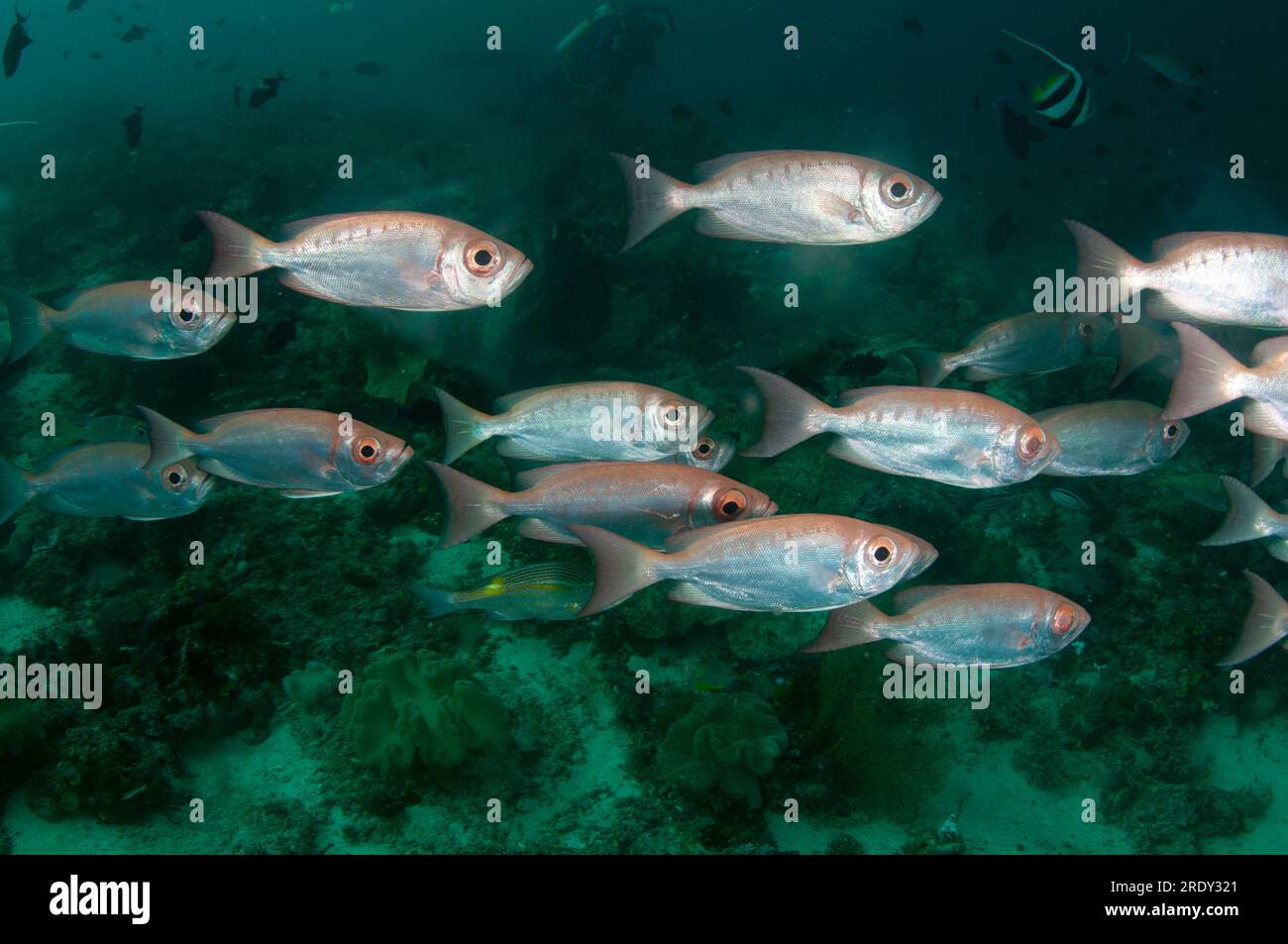 Crescent-tail Bigeye, Priacanthus hamrur, school, Blue Magic dive site ...