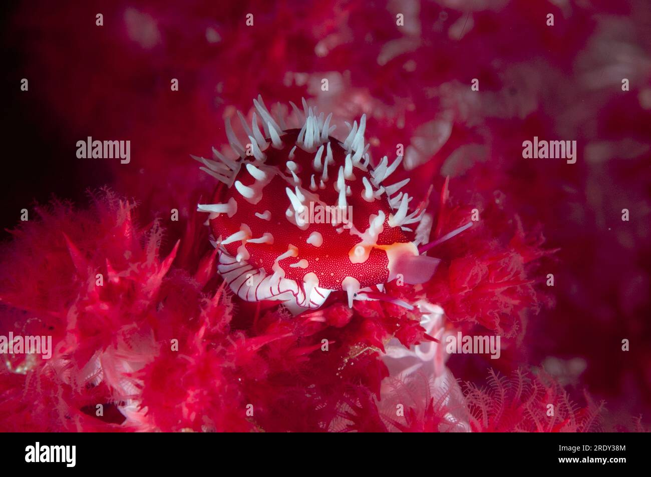 Egg cowry diminovula sp hi-res stock photography and images - Alamy