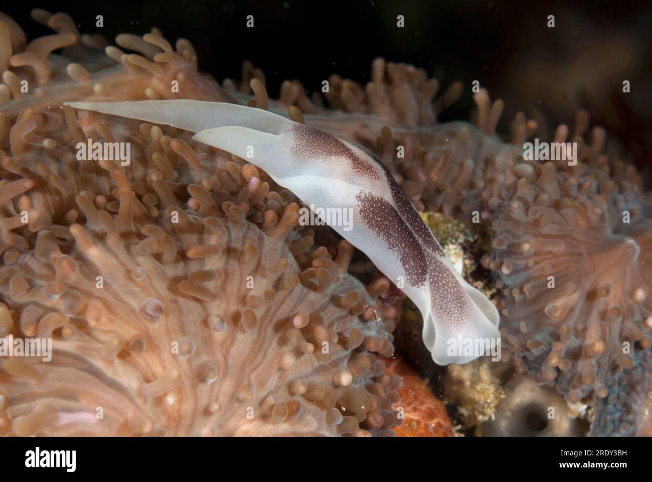 Lovely Headshield Slug, Chelidonura amoena, night dive, Cendana Pearl ...