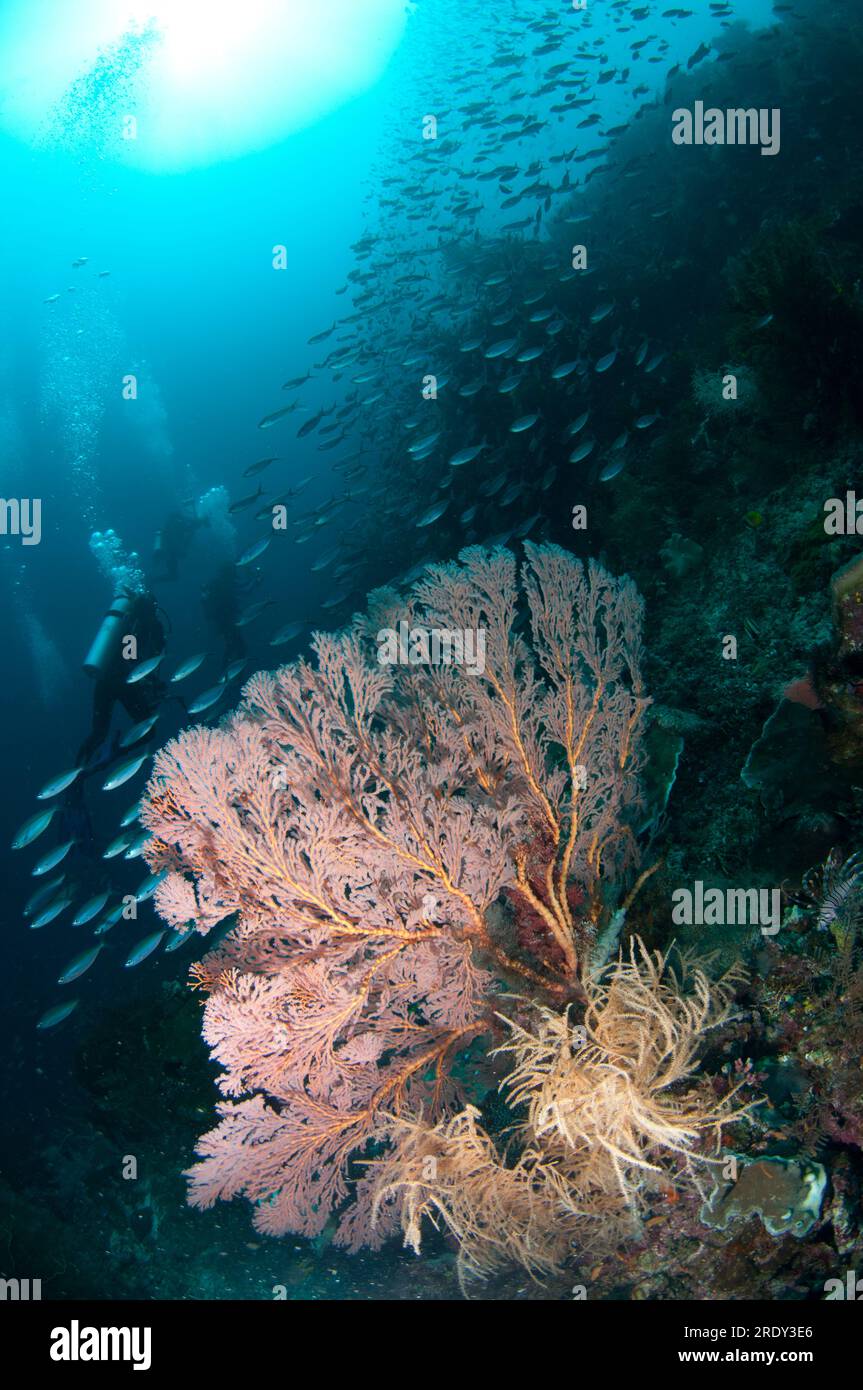 Divers, with school of fish by Sea Fan, Melithaea sp, with sun, Walton ...