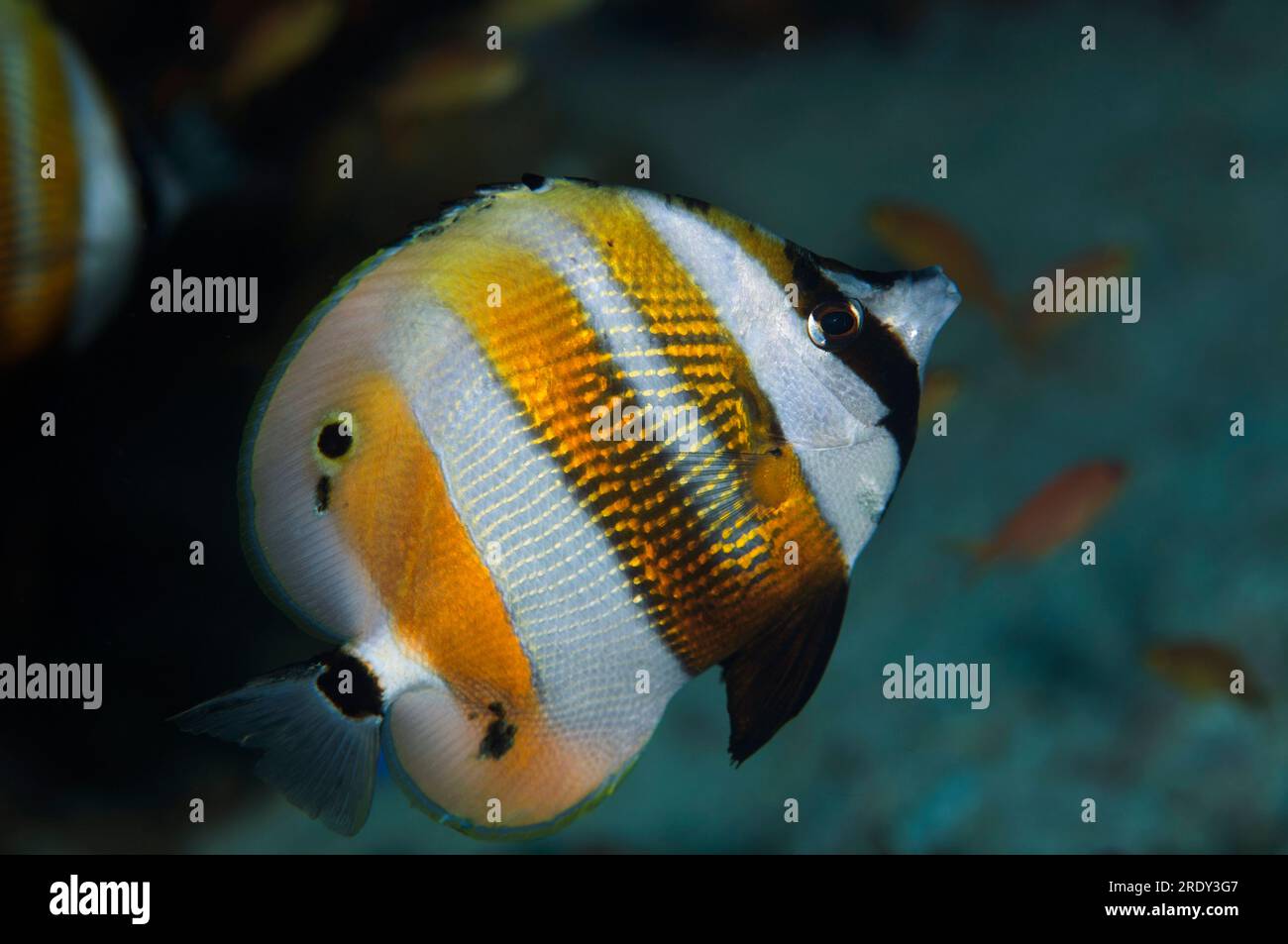 Orange-banded Coralfish, Coradion chrysozonus, Keruo Channel dive site ...