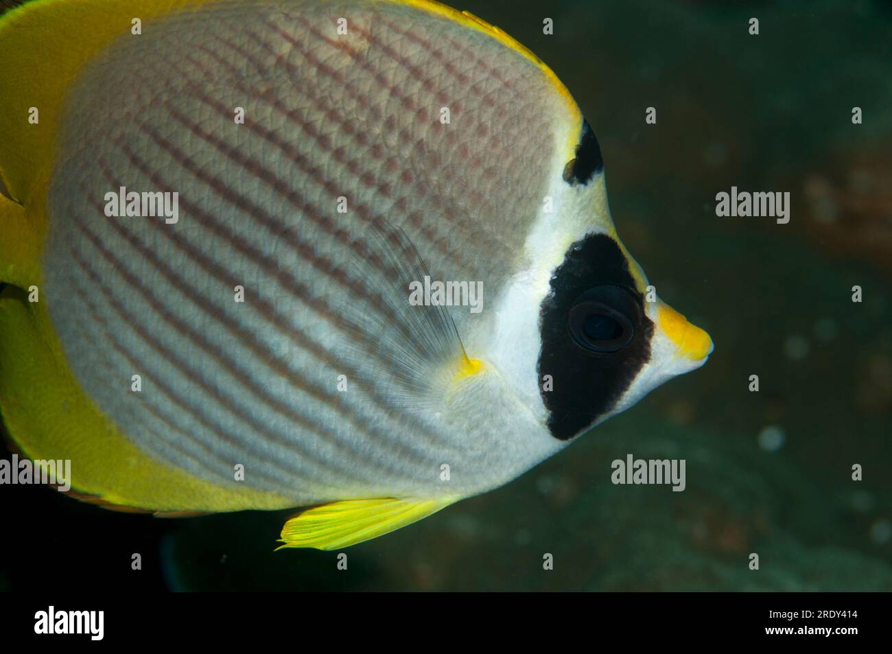Panda Butterflyfish (Chaetodon adiergastos), Melissa's Garden dive site ...