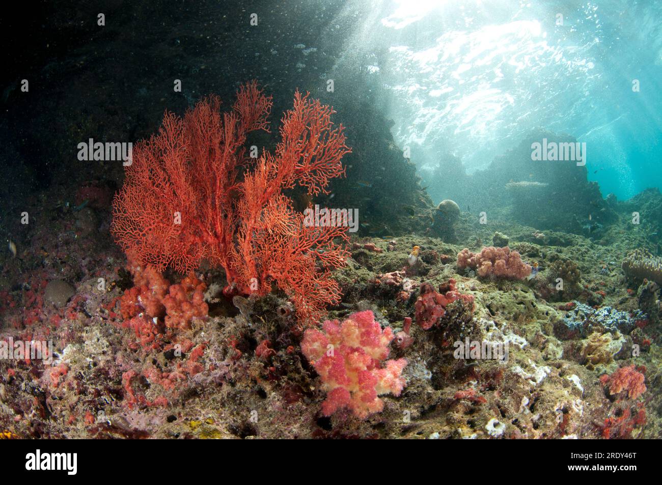 Sea Fan, Melithaea sp, with sun in background, Razorback Rock dive site ...