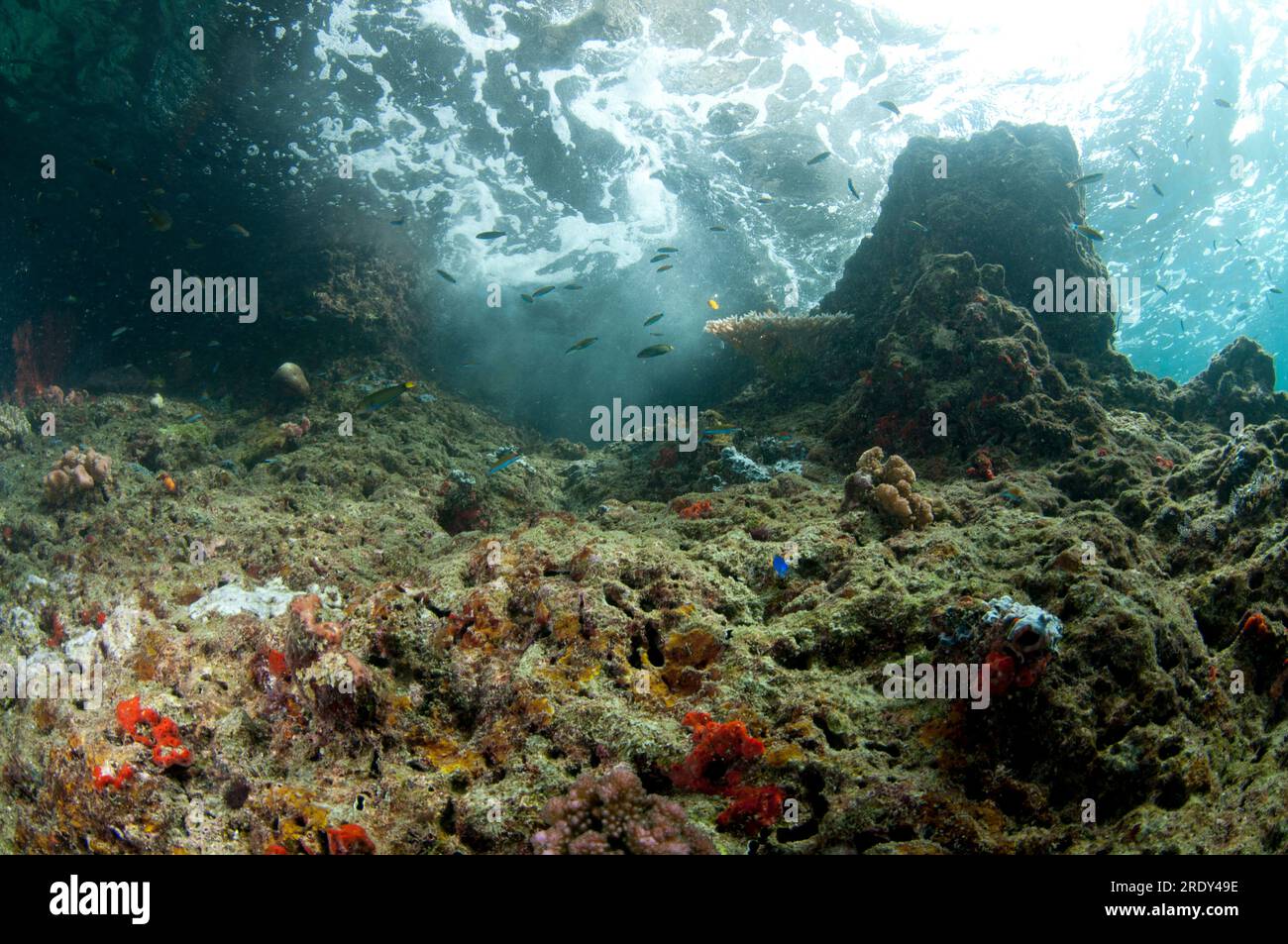 Reef scene with sunlight in shallows, Razorback Rock dive site, Farondi ...
