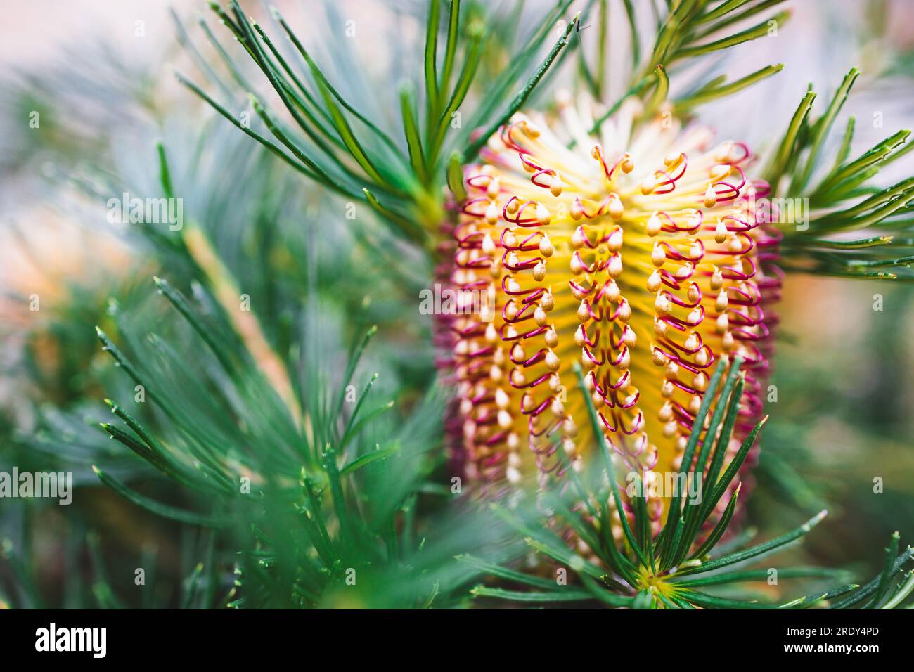 native Australian Banksia spinulosa Birthday Candle plant with yellow ...