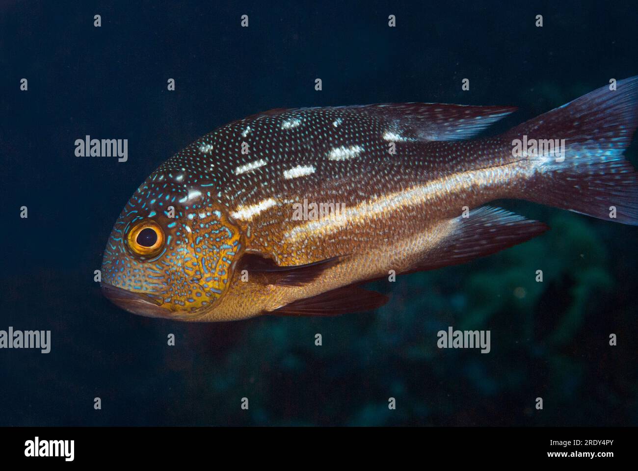 Subadult Midnight Snapper, Macolor macularis,, Boo Point dive site, Boo ...
