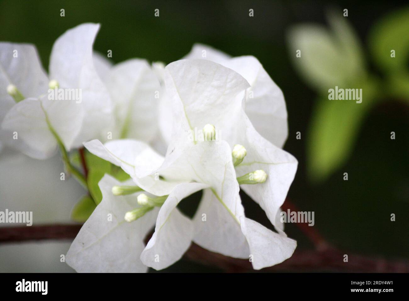 Bougainvillea 'Miss Alice' (Bougainvillea glabra) cultivar with white ...