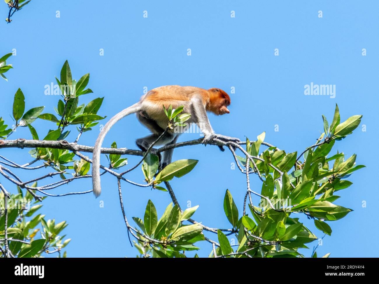 Proboscis monkey brunei hi-res stock photography and images - Alamy
