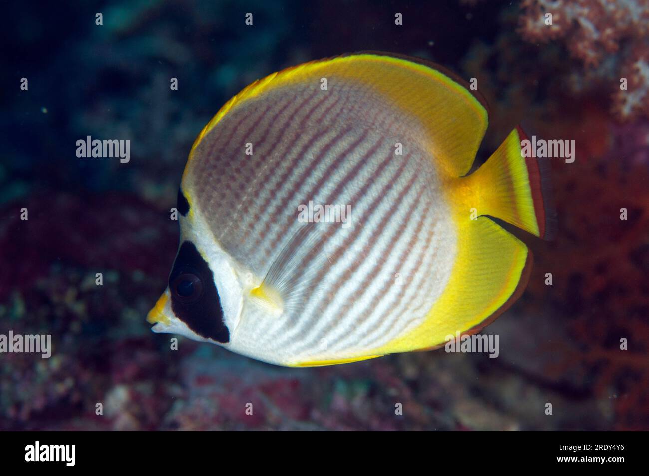 Panda Butterflyfish, Chaetodon adiergastos, Boo Point dive site, Boo ...