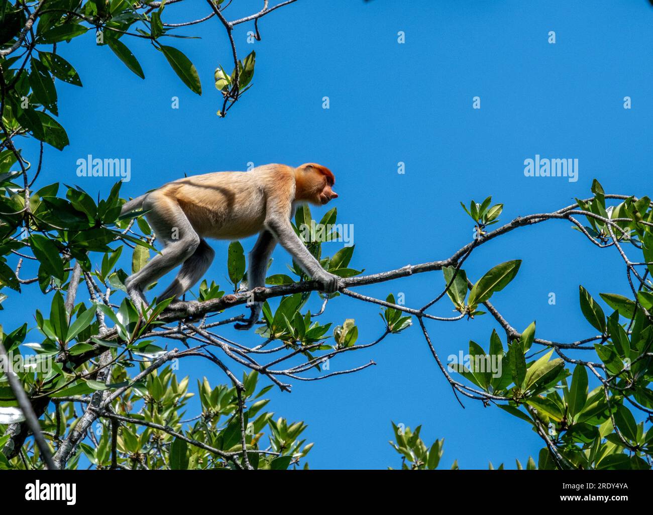 Proboscis monkey brunei hi-res stock photography and images - Alamy
