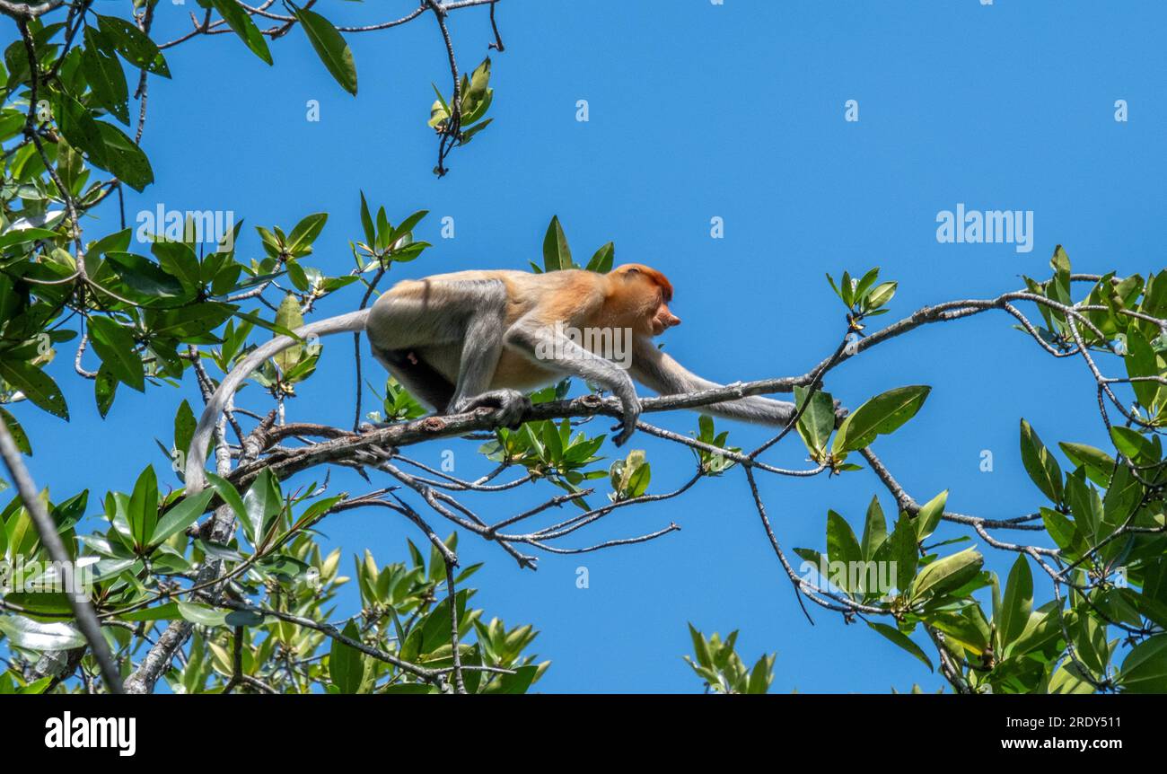 Proboscis monkey brunei hi-res stock photography and images - Alamy