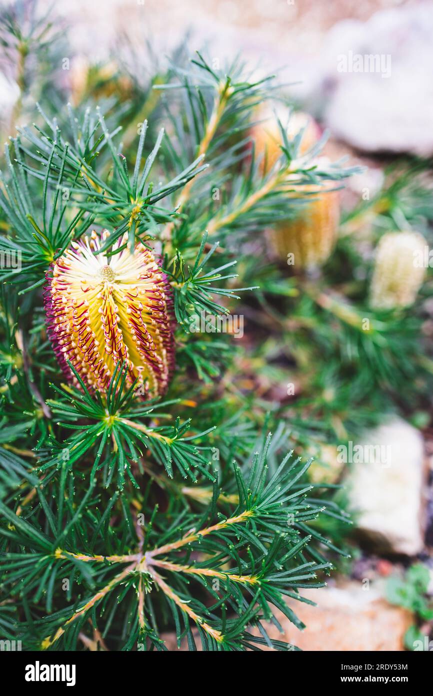 native Australian Banksia spinulosa Birthday Candle plant with yellow ...
