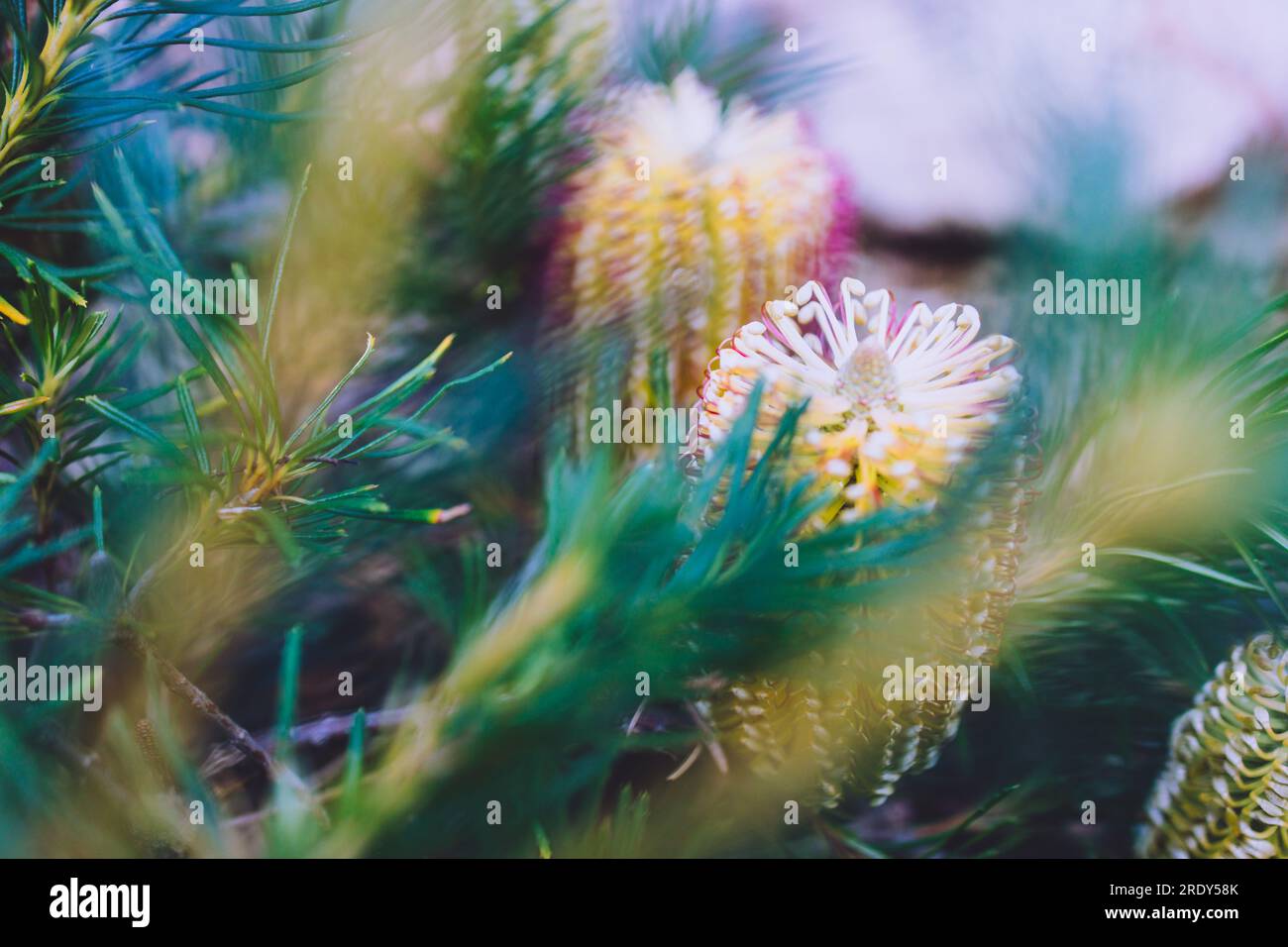native Australian Banksia spinulosa Birthday Candle plant with yellow ...
