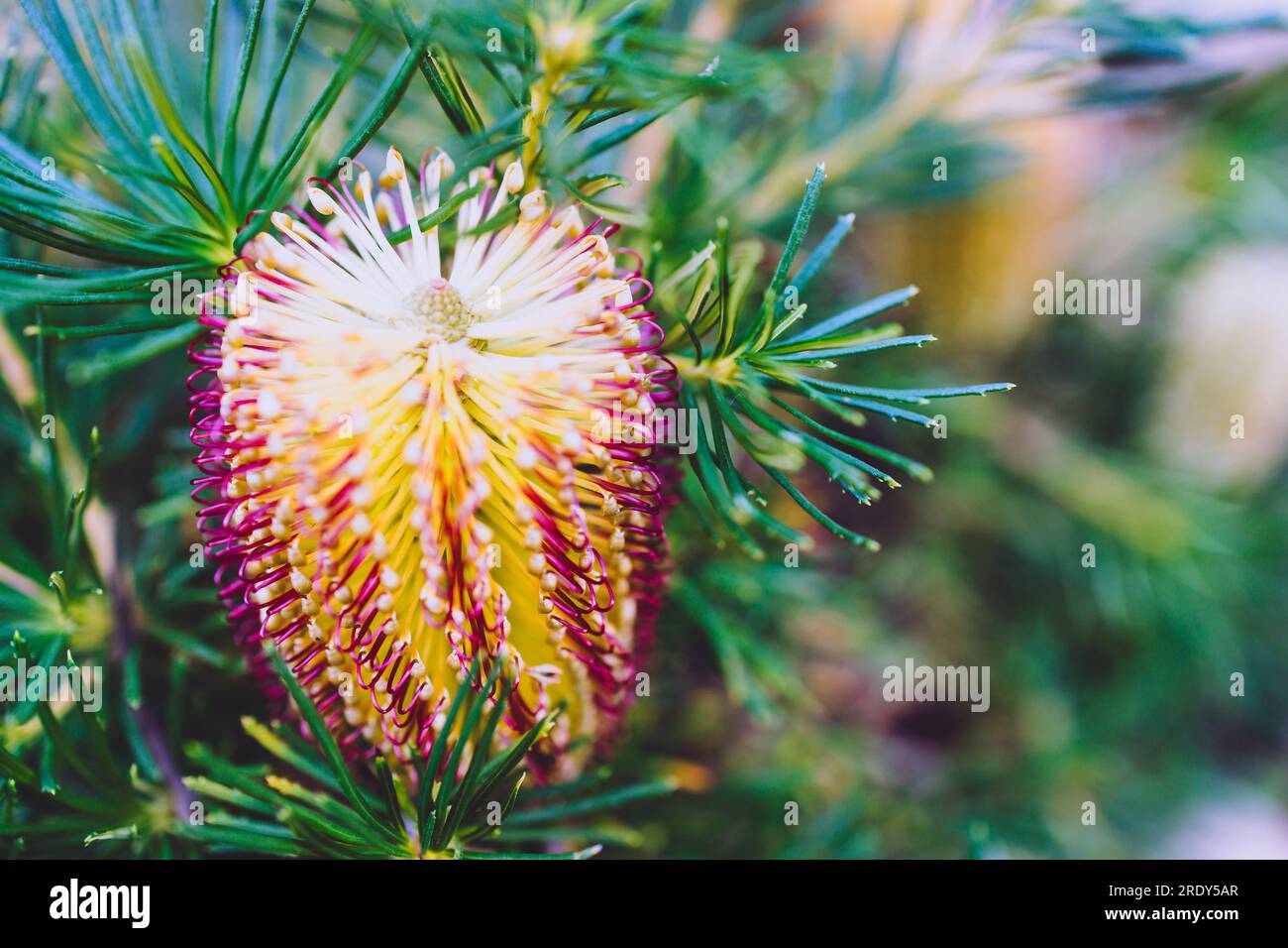 native Australian Banksia spinulosa Birthday Candle plant with yellow ...