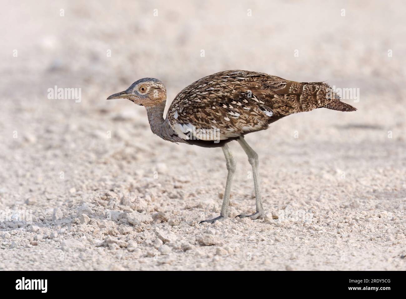 Red crested bustard hi-res stock photography and images - Alamy