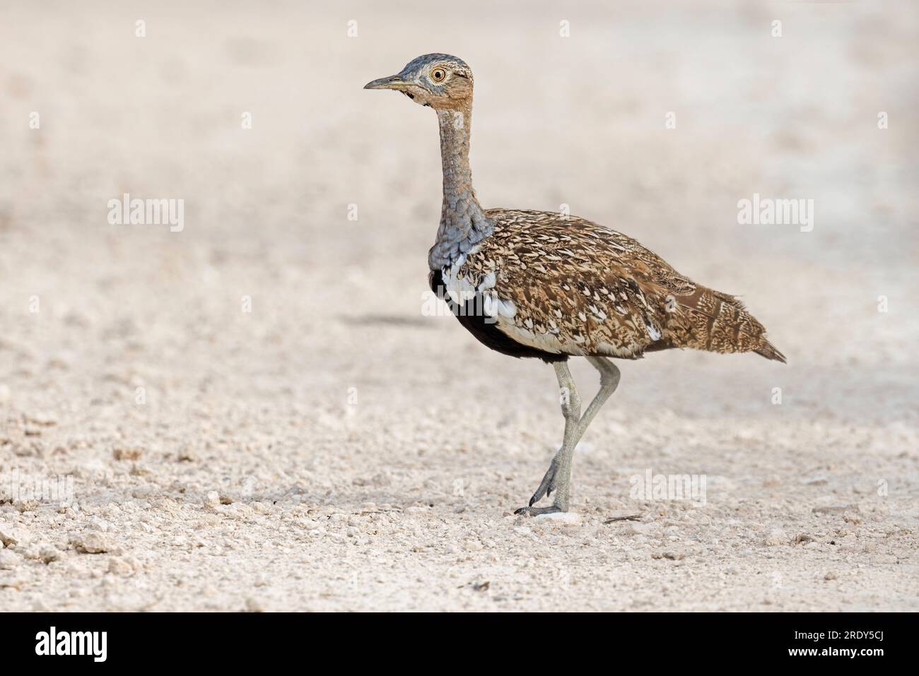 Red crested bustard hi-res stock photography and images - Alamy