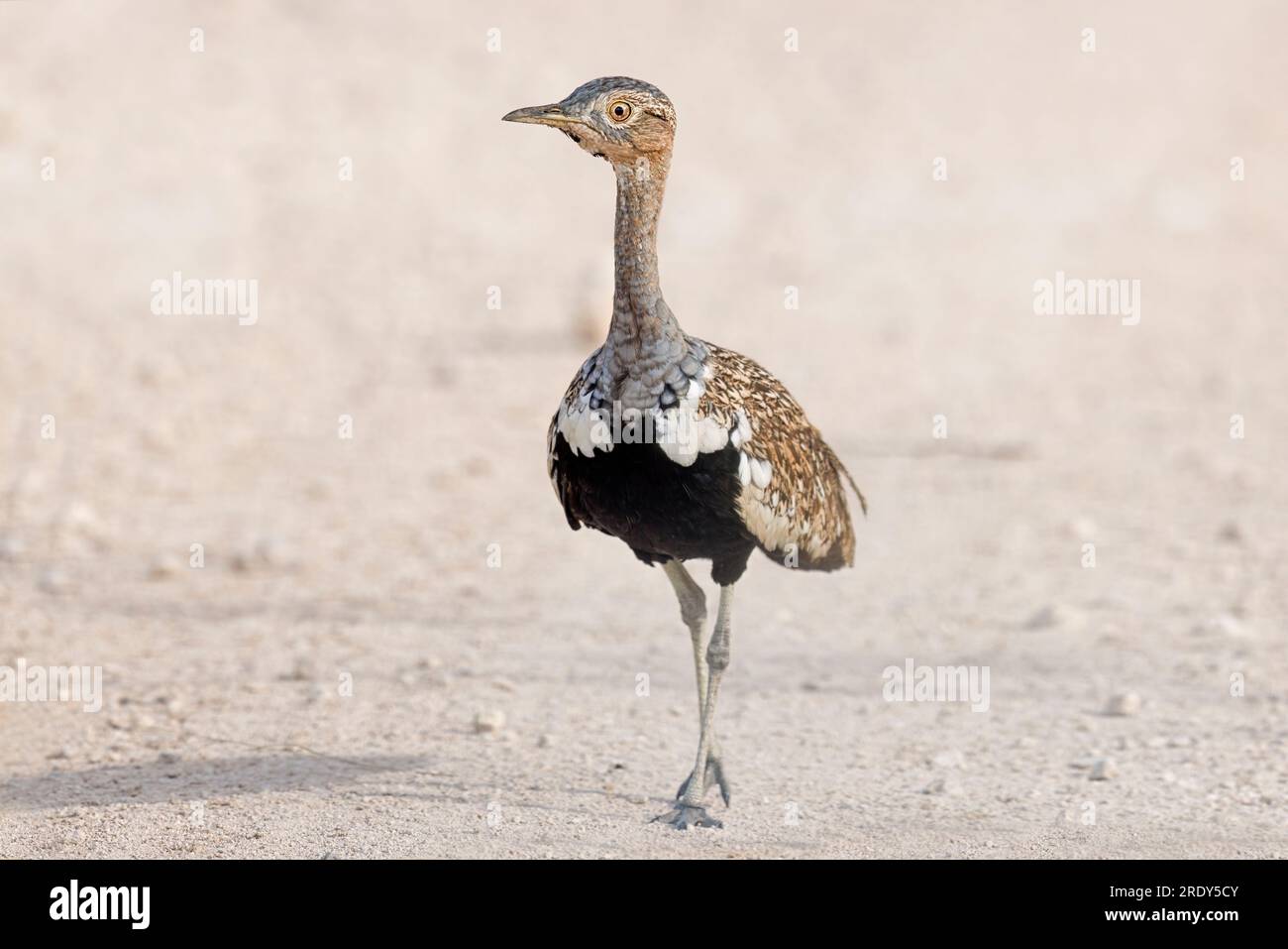 Red-crested Bustard, Okakuejo, Etosha, Namibia, March 2023 Stock Photo ...
