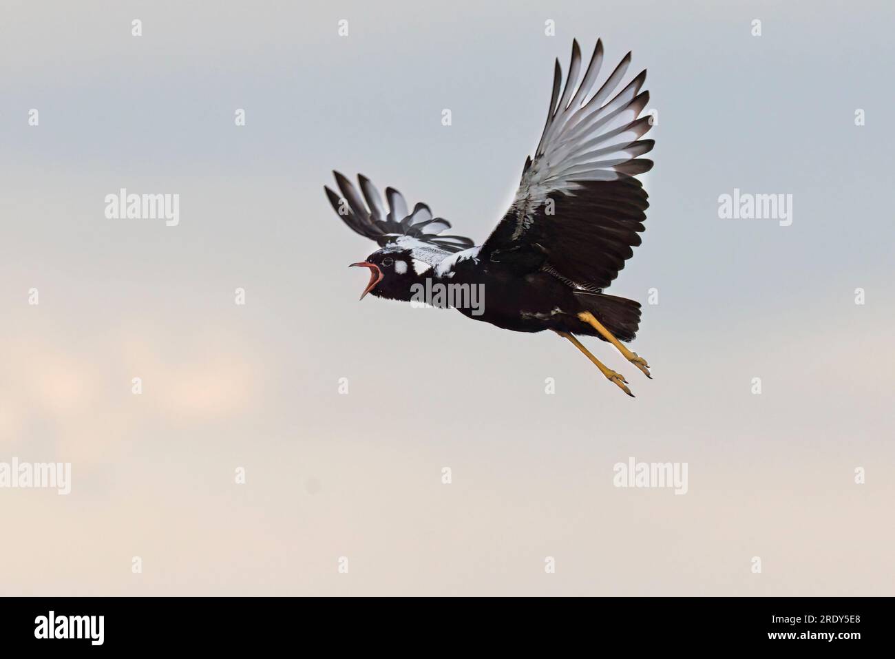 White-quilled Bustard, Etosha, Namibia, March 2023 Stock Photo - Alamy