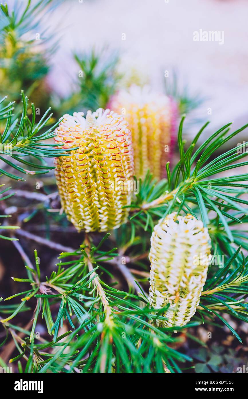 native Australian Banksia spinulosa Birthday Candle plant with yellow ...