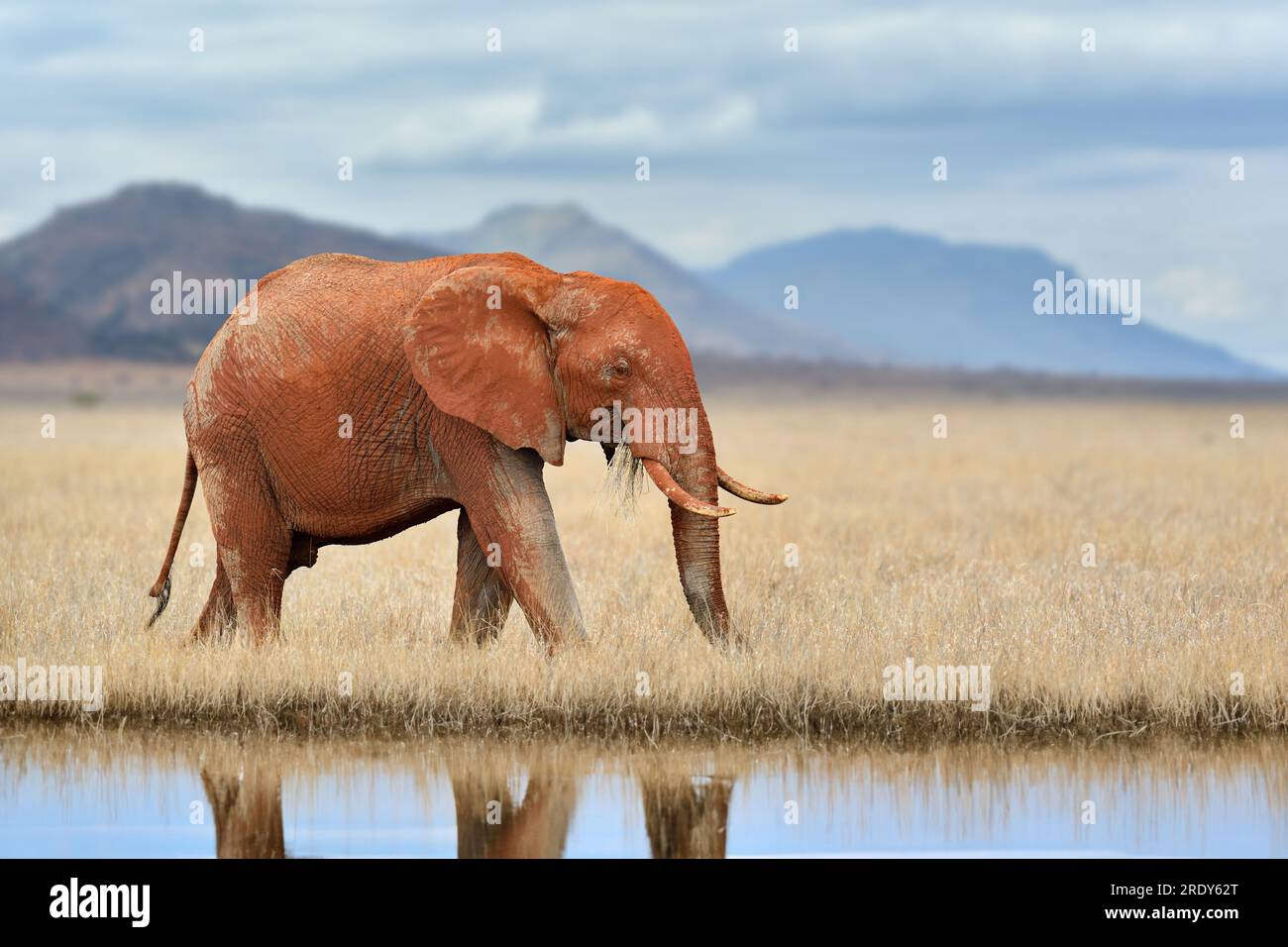 Red elephant are reflected in the water on mountain background in the ...