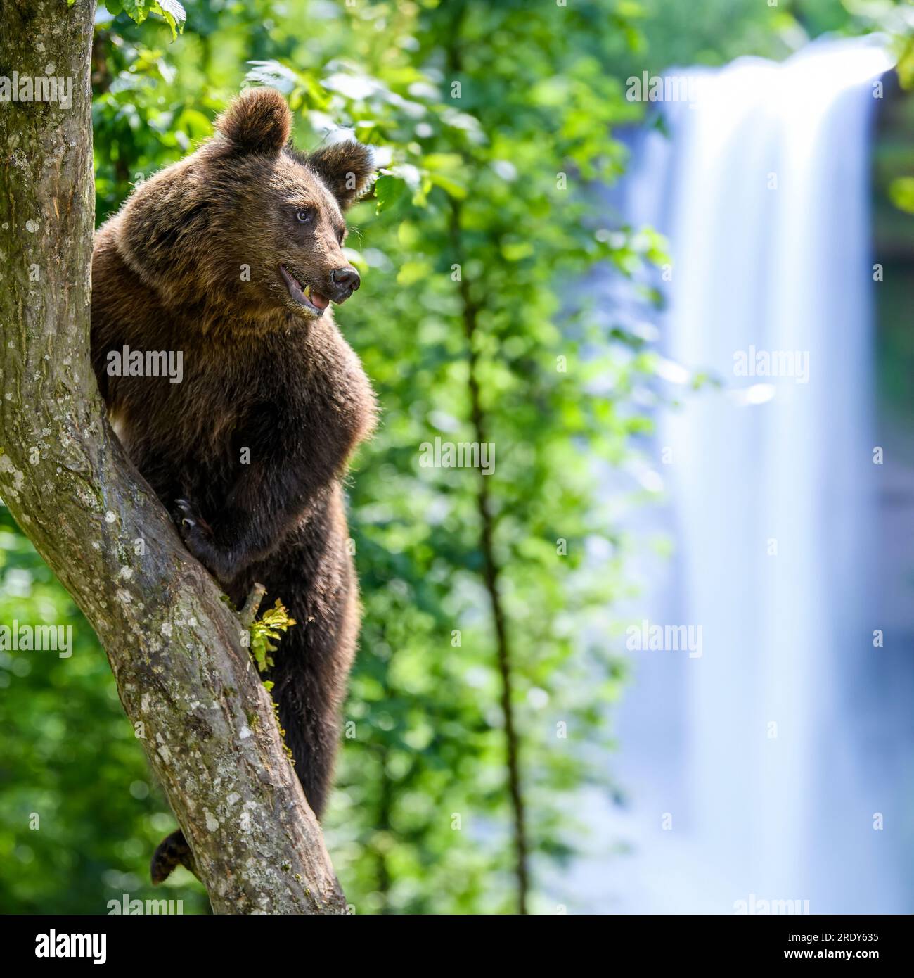 Grizzly bear waterfall background hi-res stock photography and images ...