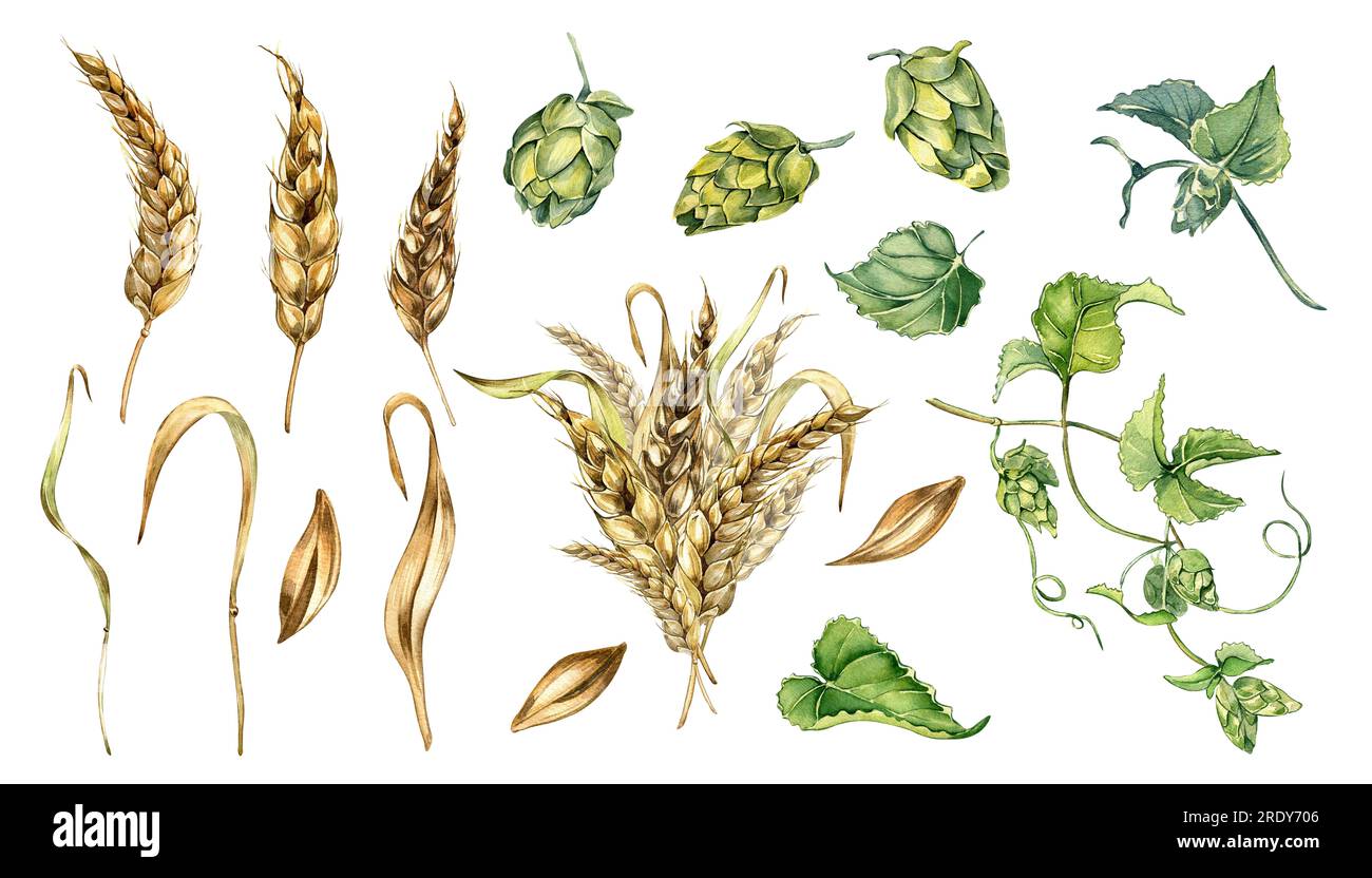 Set of wheat ear, hop watercolor illustration isolated on white ...
