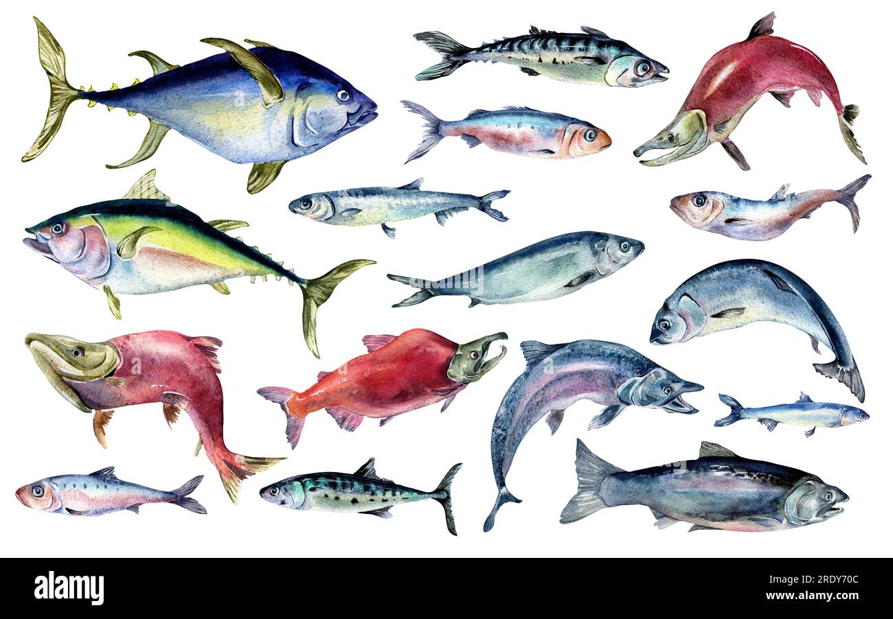 Bundle of different sea fishe watercolor illustration isolated on white ...